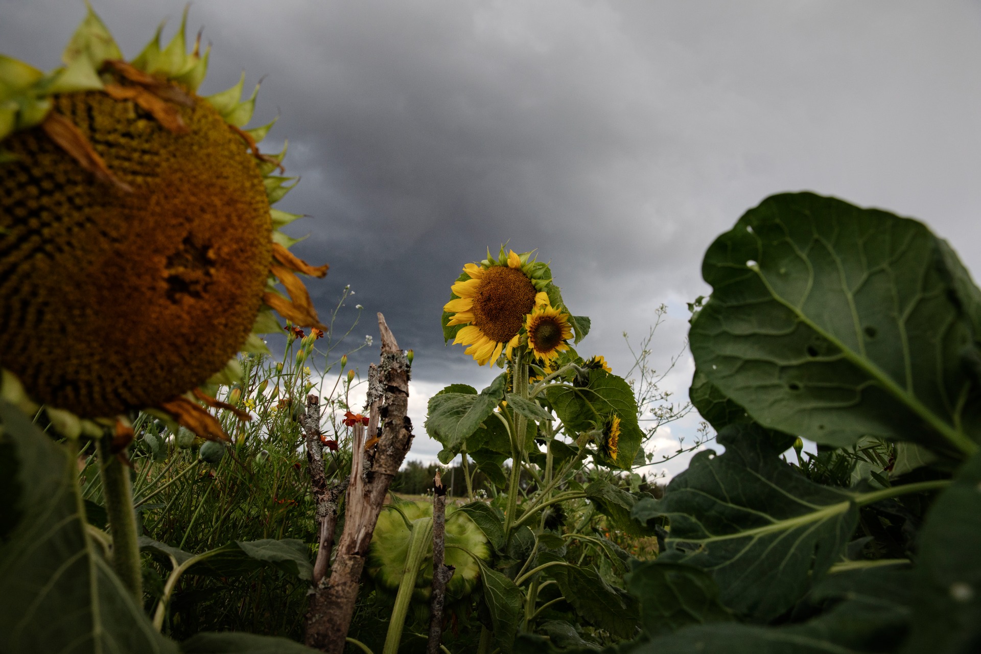 Minna Leinonen, Touko Hujanen & Jussi Suonikko: The Land We Leave/Maa, jonka jätämme :: Minna ...